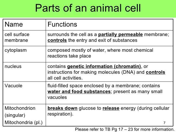 Parts Of Animal Cell And Their Functions Slideshare Animal Cell Parts Of Animal Cell And Their Functions Slideshare Animal Cell
