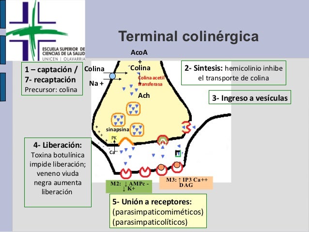 2011 9 26 colinérgico publicar