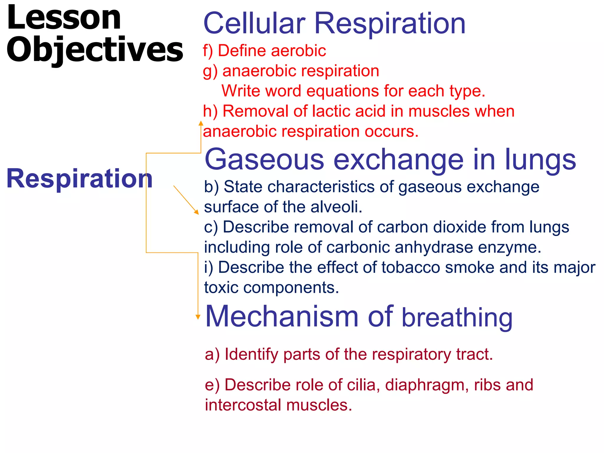 2011 cellular respiration | PPT