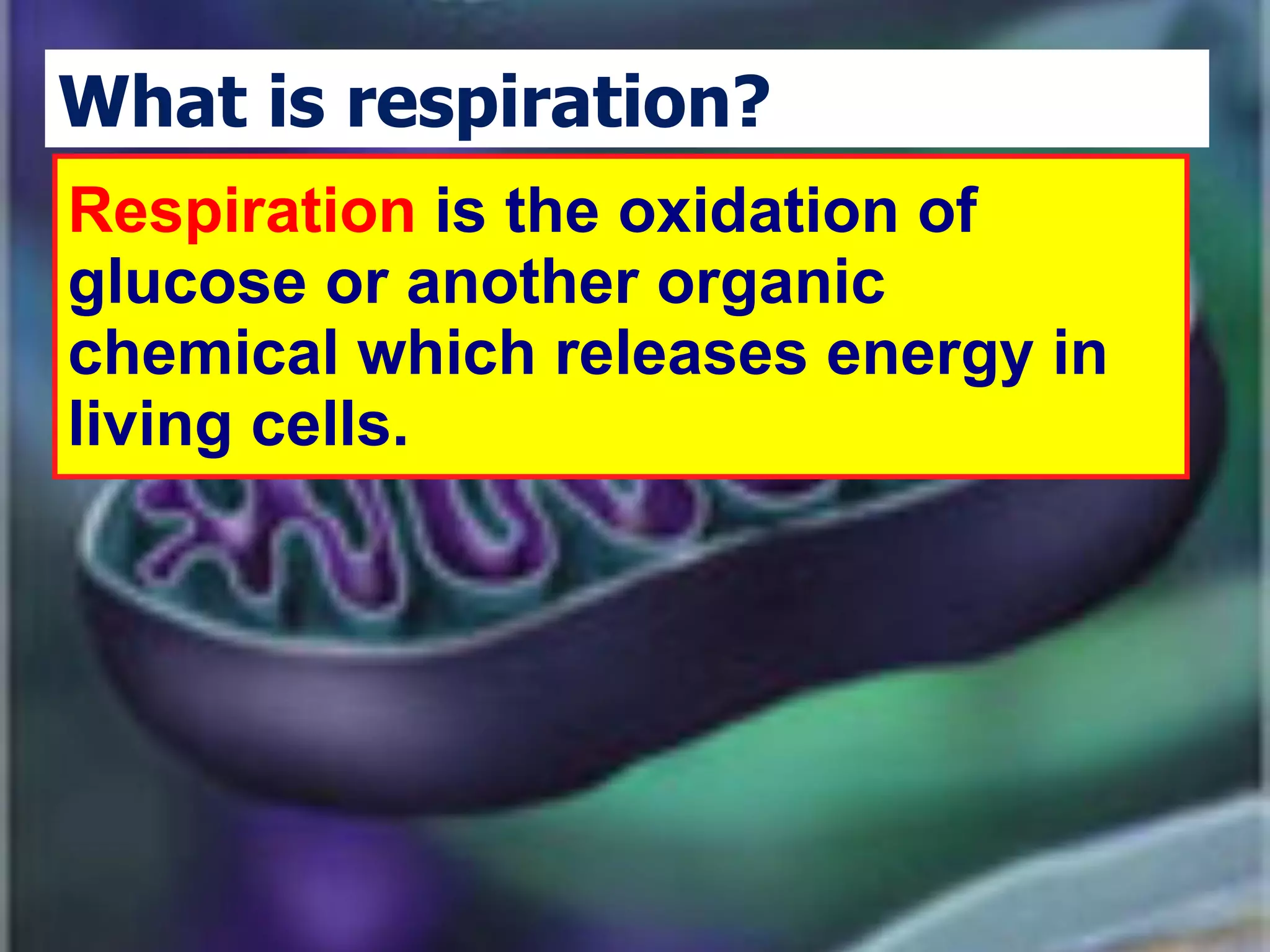 2011 cellular respiration | PPT