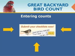 2011 Great Backyard Bird Count | PDF