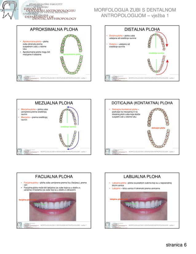 morfologija-vjezba 1 | PDF