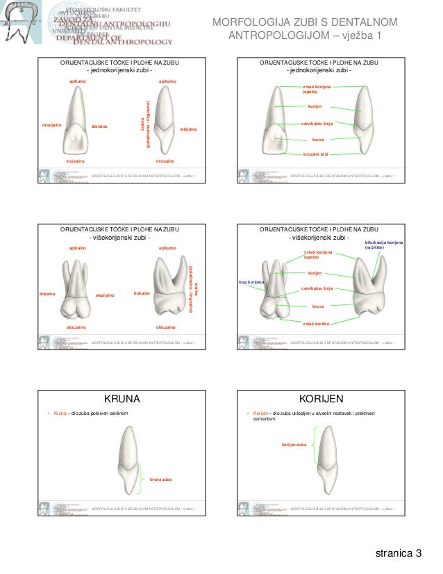 morfologija-vjezba 1