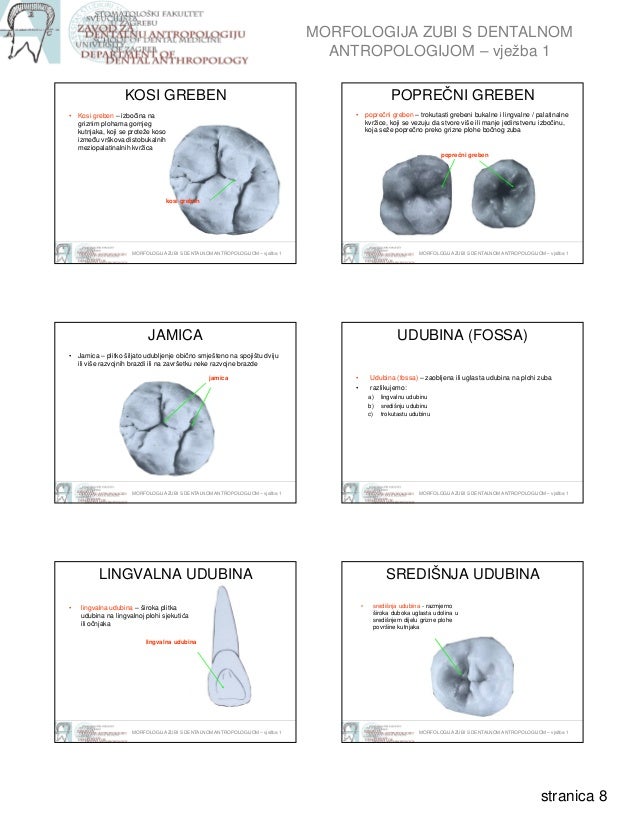 morfologija-vjezba 1