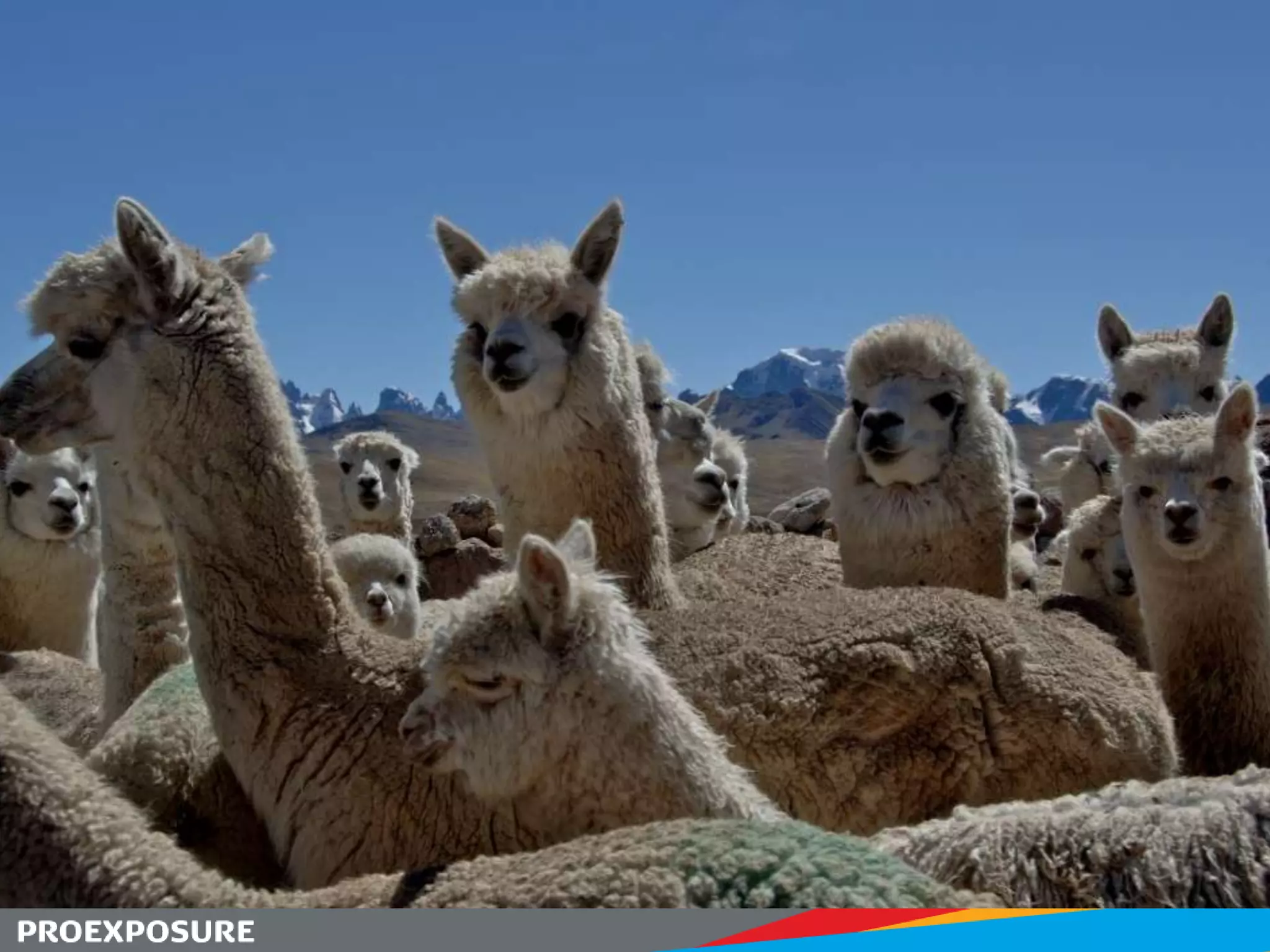 PROEXPOSURE Alpaca capital of the world | PPTX | South America Travel ...