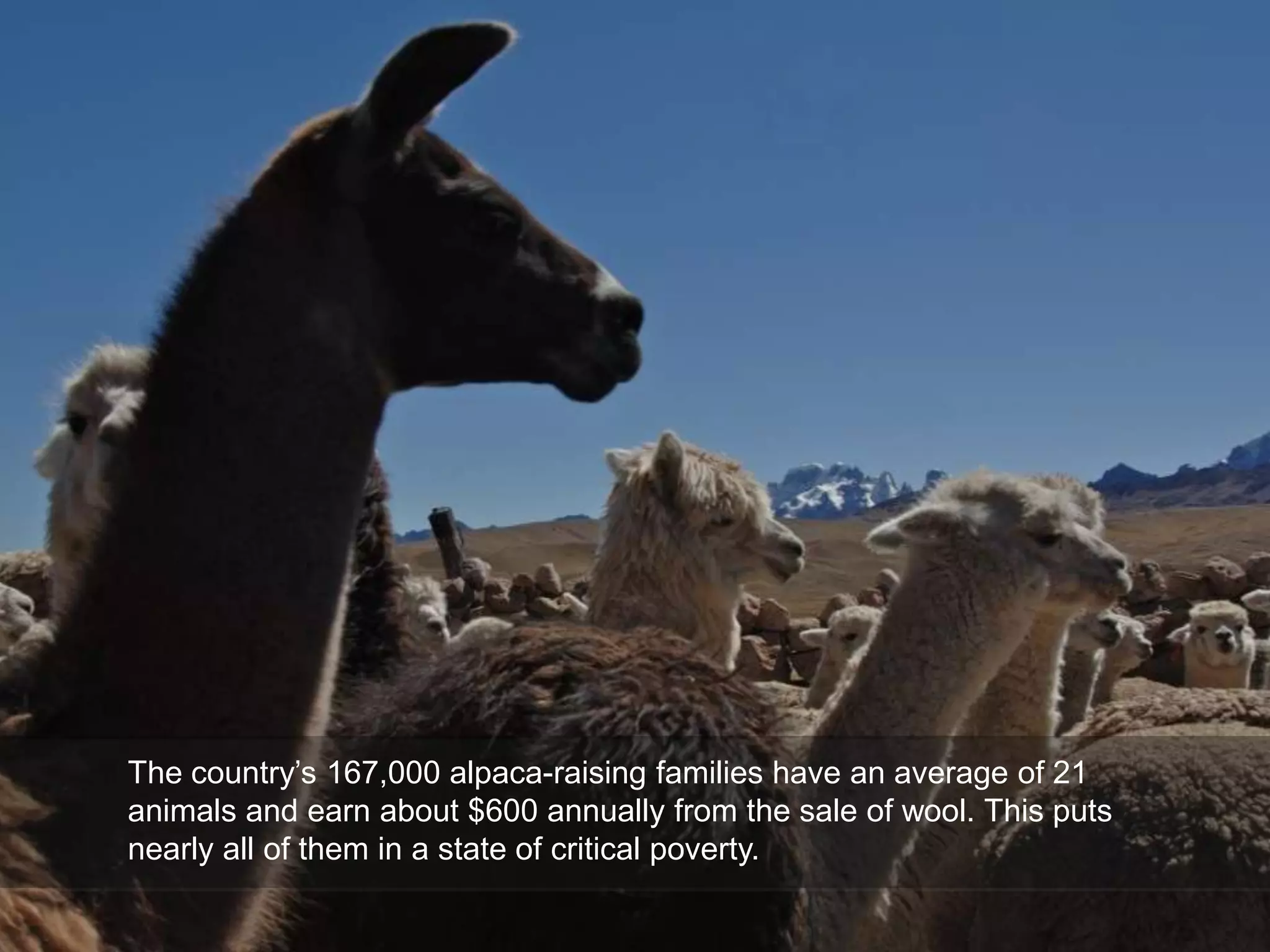 PROEXPOSURE Alpaca capital of the world | PPTX | South America Travel ...