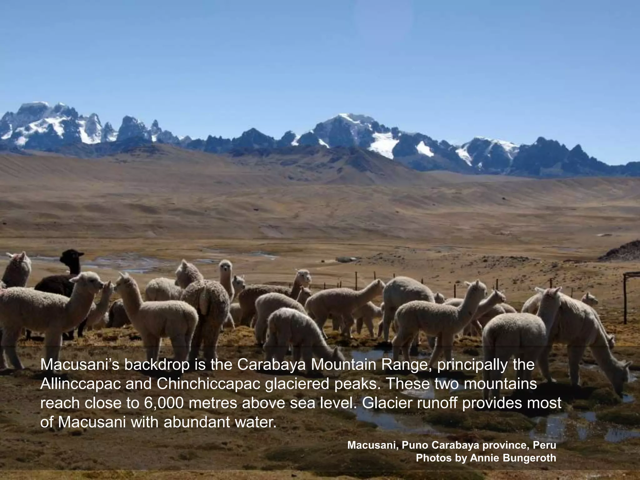 PROEXPOSURE Alpaca capital of the world | PPTX | South America Travel ...