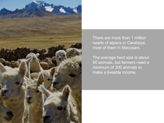 PROEXPOSURE Alpaca capital of the world | PPTX | South America Travel ...