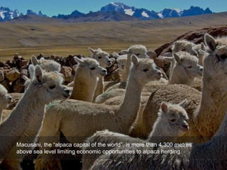 PROEXPOSURE Alpaca capital of the world | PPTX | South America Travel ...