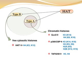 Dietary Phytochemicals and Histone Modifications in Cancer | PPTX