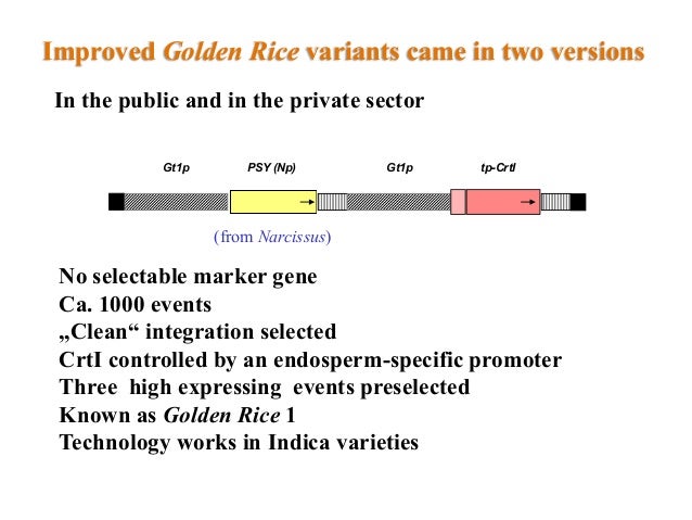 Golden Rice