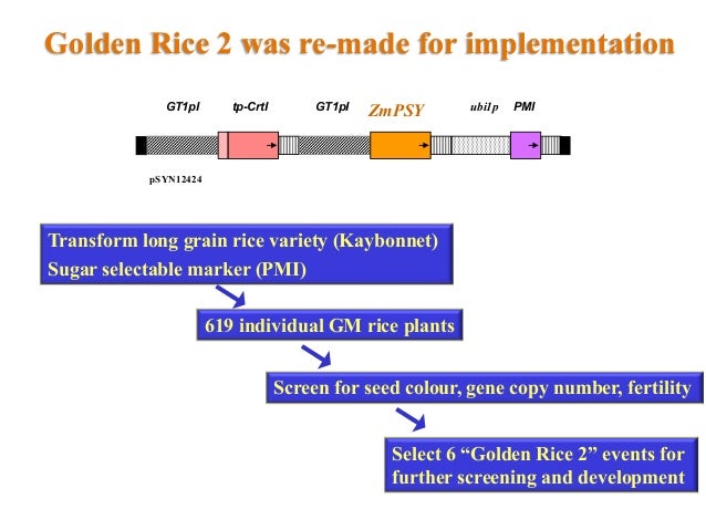 Golden Rice