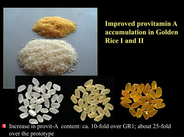 Golden Rice – A Humanitarian Biotechnology Project | PPT