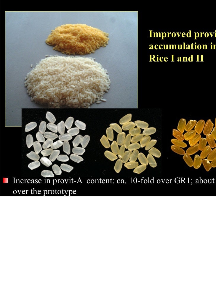 Golden Rice – A Humanitarian Biotechnology Project