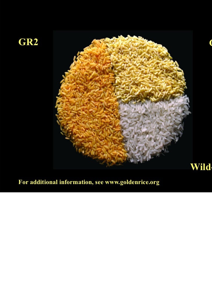 Golden Rice – A Humanitarian Biotechnology Project