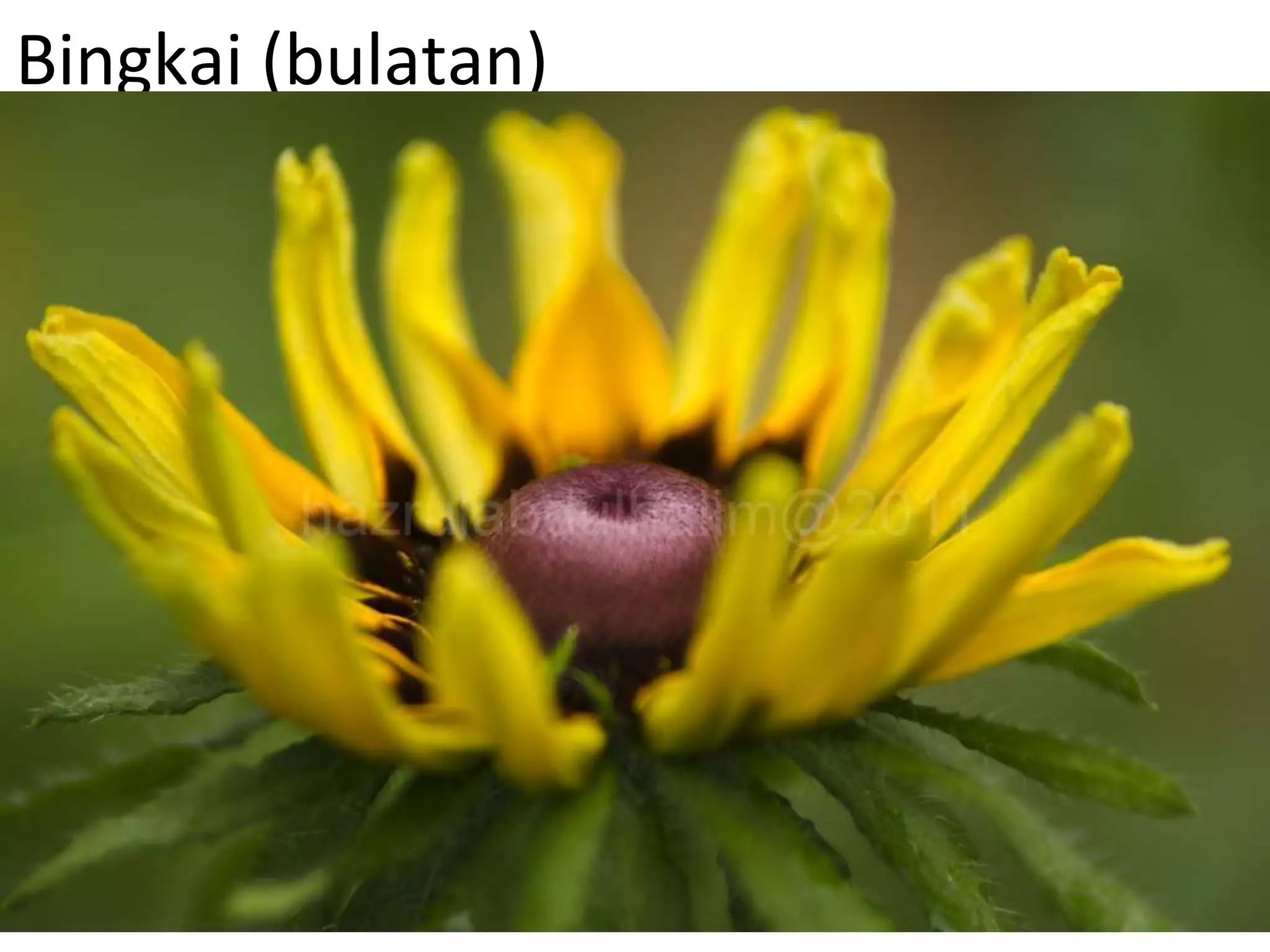 2012 07-24 penyusunan elemen dalam fotografi-97 | PPT