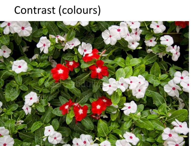 2012 07-24 penyusunan elemen dalam fotografi-97 | PPT