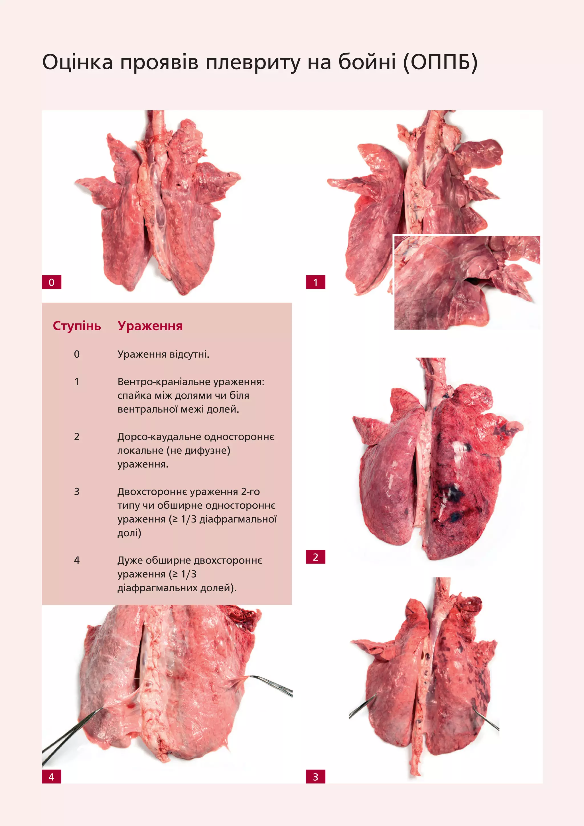 2012 08-01 porcilis-app_ua_v2_prw | PDF