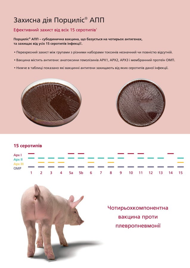 2012 08-01 porcilis-app_ua_v2_prw | PDF