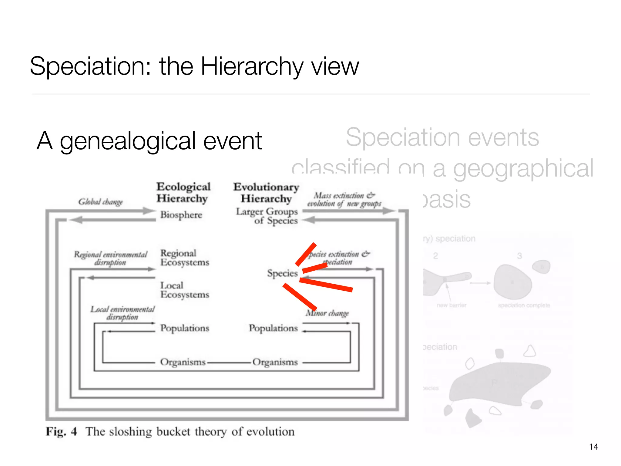 The hierarchy theory view of speciation | KEY | Biological Sciences | Science