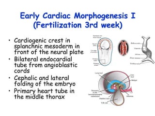 Human Cardiac embryology - 전이경 교수 | PDF | Heart and Cardiovascular ...