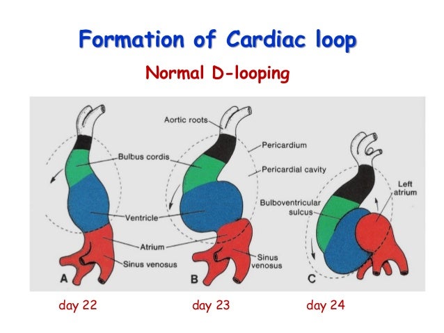 Human Cardiac embryology - 전이경 교수