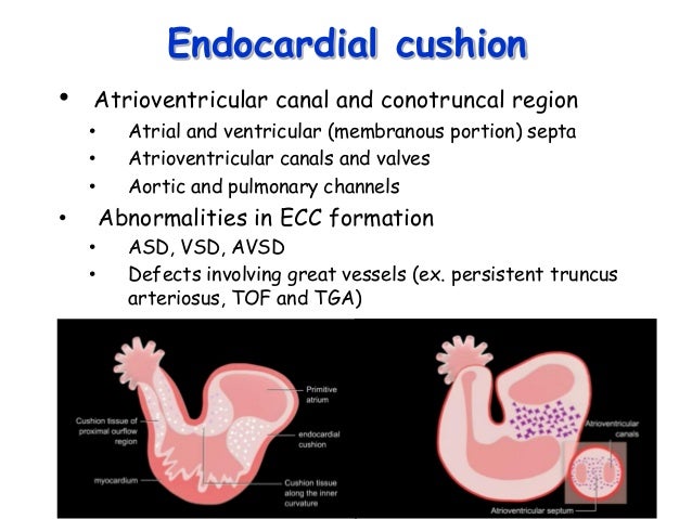 Human Cardiac embryology - 전이경 교수