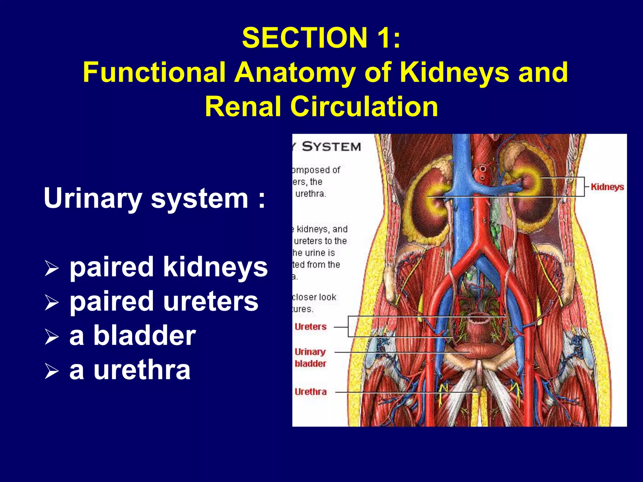 2012 4-16 renal physiology | PDF