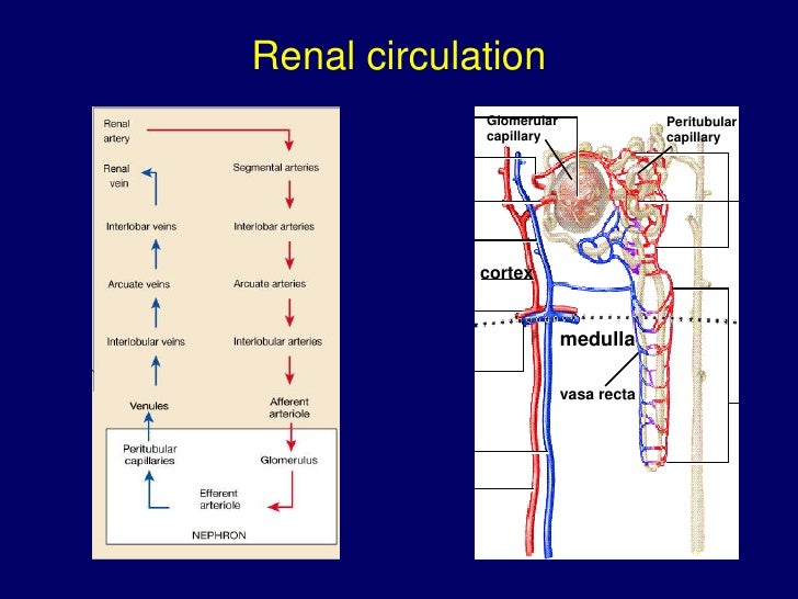 Order Of Blood Flow In Kidney