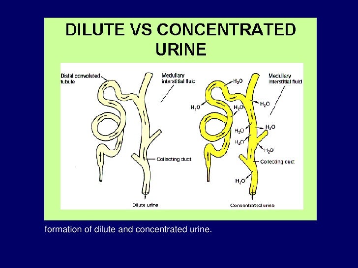 2012 4-16 renal physiology
