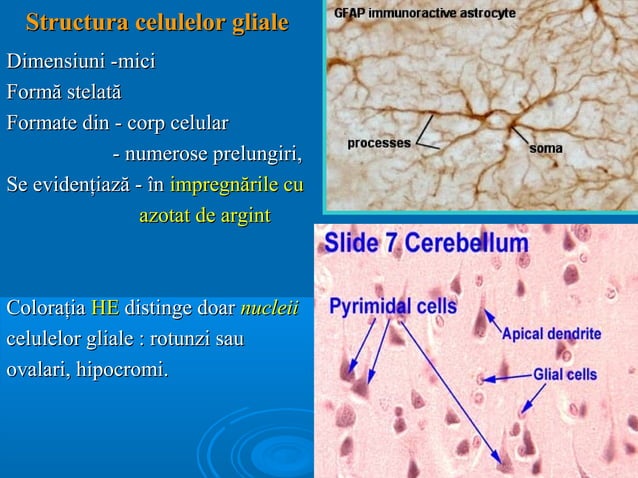 2012 tesut-nervos | PPT