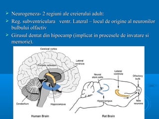 2012 tesut-nervos | PPT
