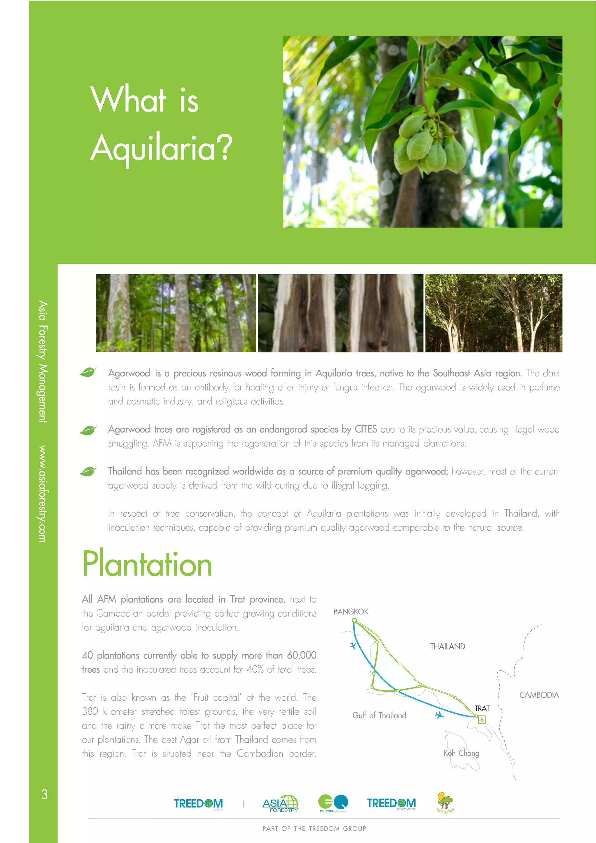 Investing in Agarwood | PDF