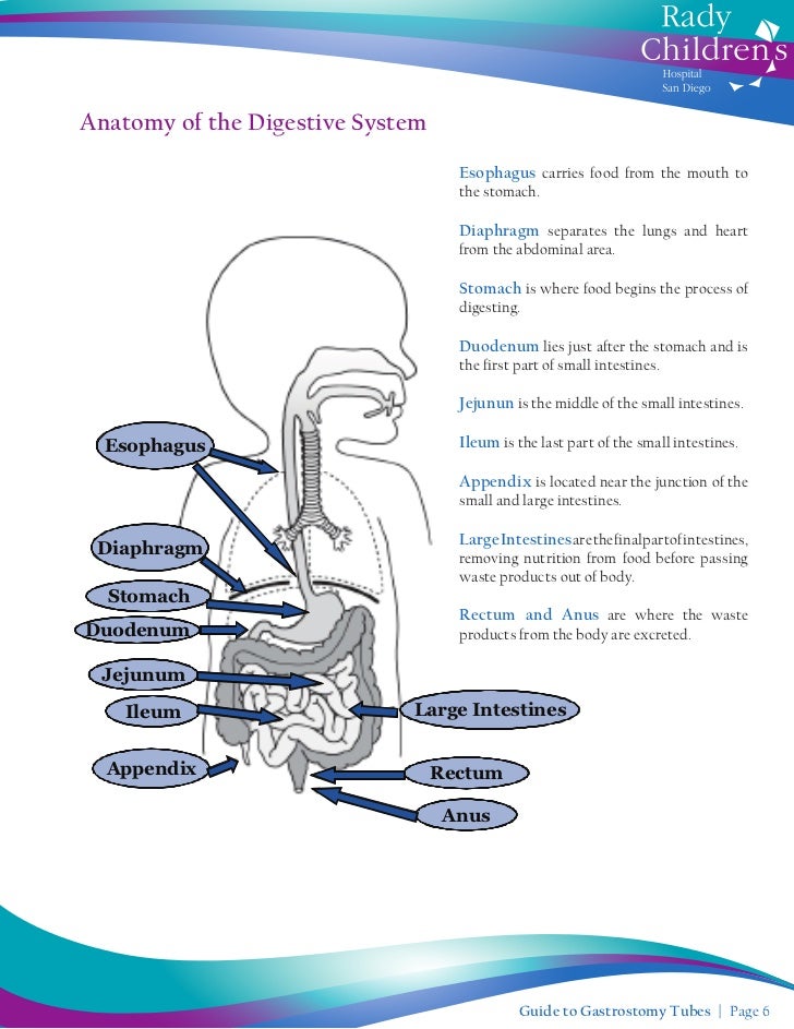 Guide to Gastrostomy Tubes