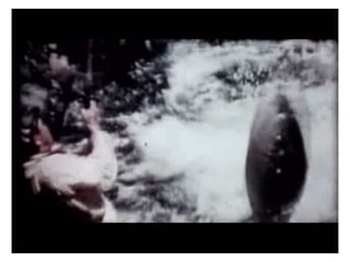 Bumble Bee Management Presentation | PPT