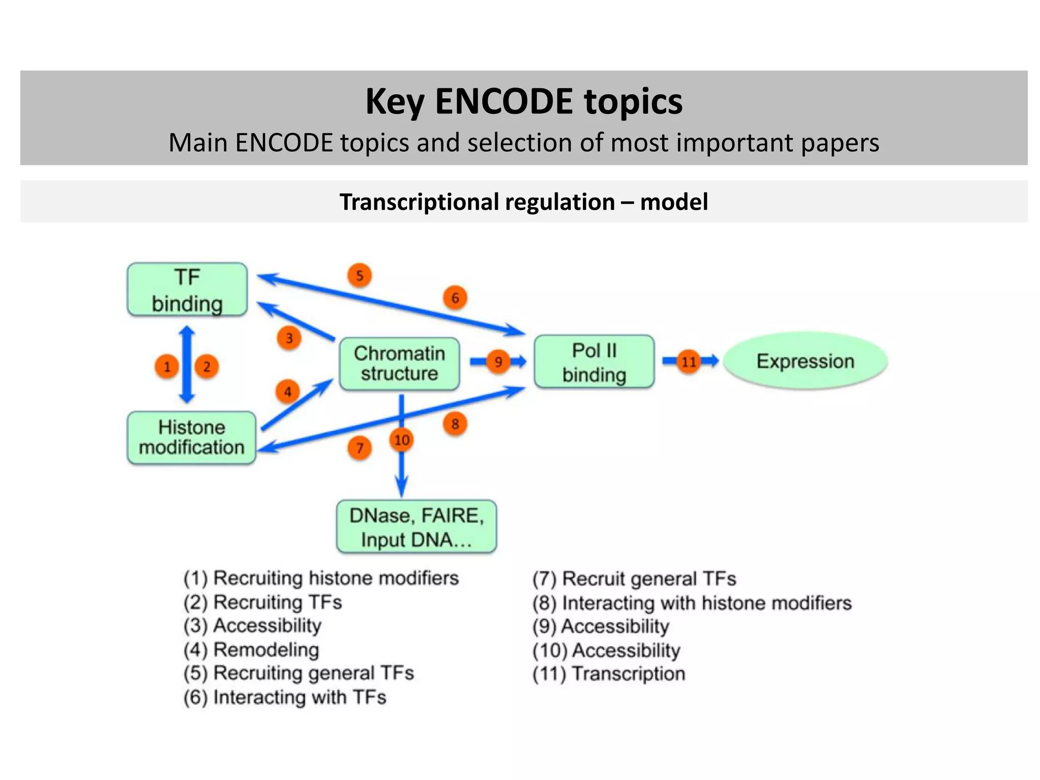 ENCODE project: brief summary of main findings | PPT