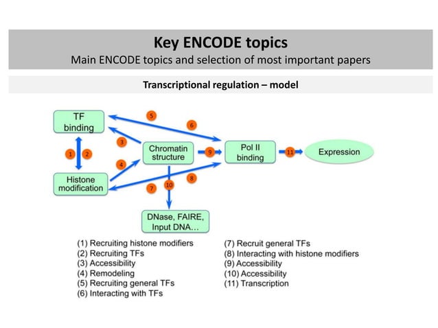 ENCODE project: brief summary of main findings | PPT