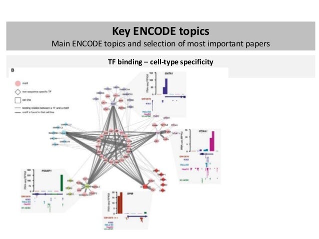 ENCODE project: brief summary of main findings