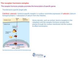 D.5. hormones and metabolism | PPTX