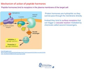 D.5. hormones and metabolism | PPTX