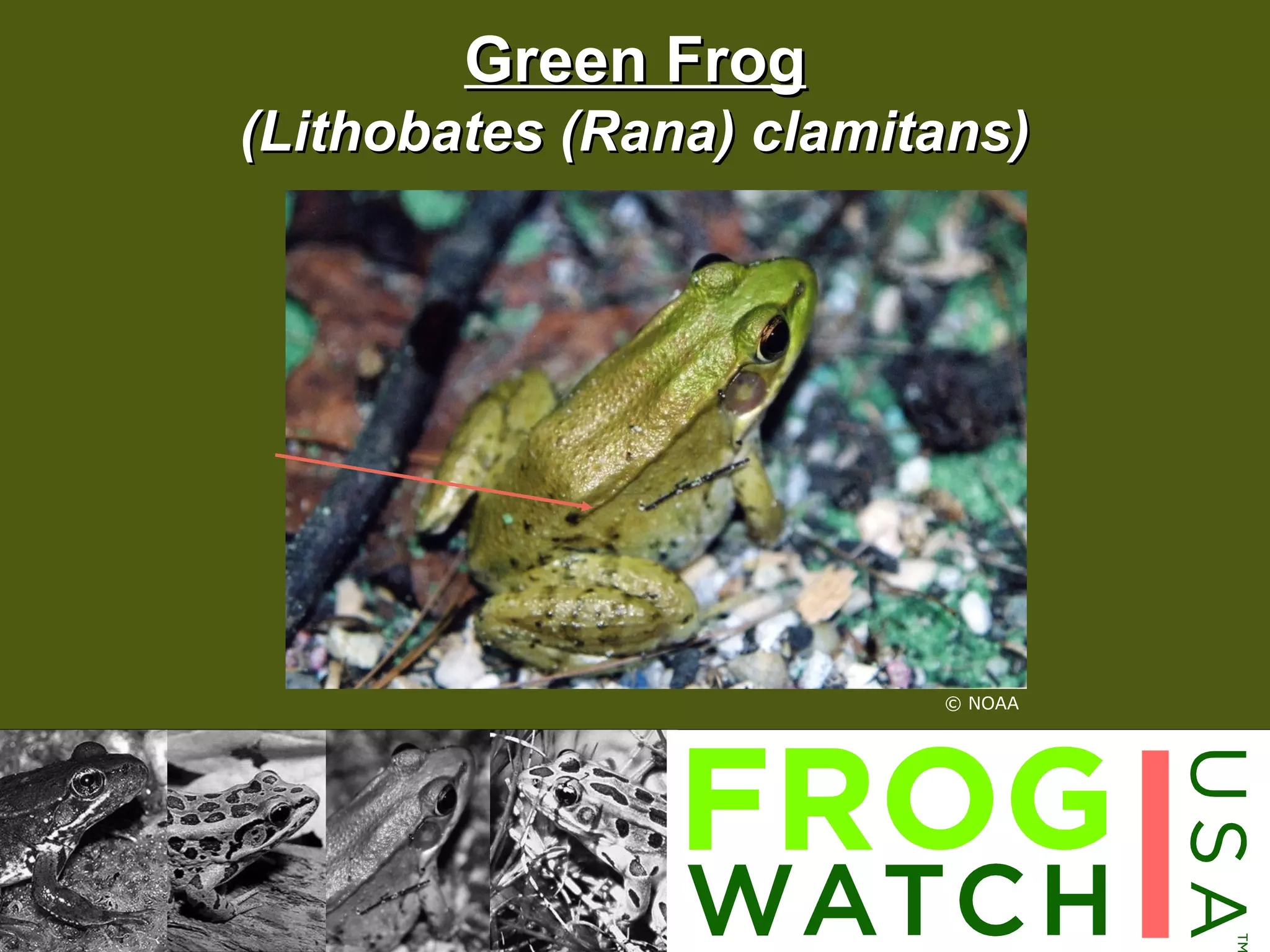 Frogs and Toads in Montgomery County | PPT