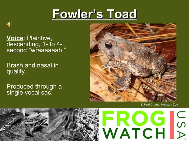 Frogs and Toads in Montgomery County | PPT