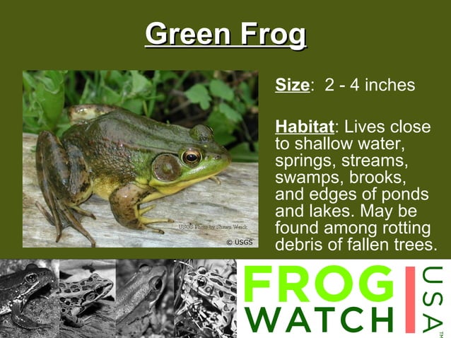 Frogs and Toads in Montgomery County | PPT