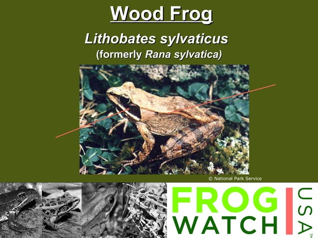Frogs and Toads in Montgomery County | PPT