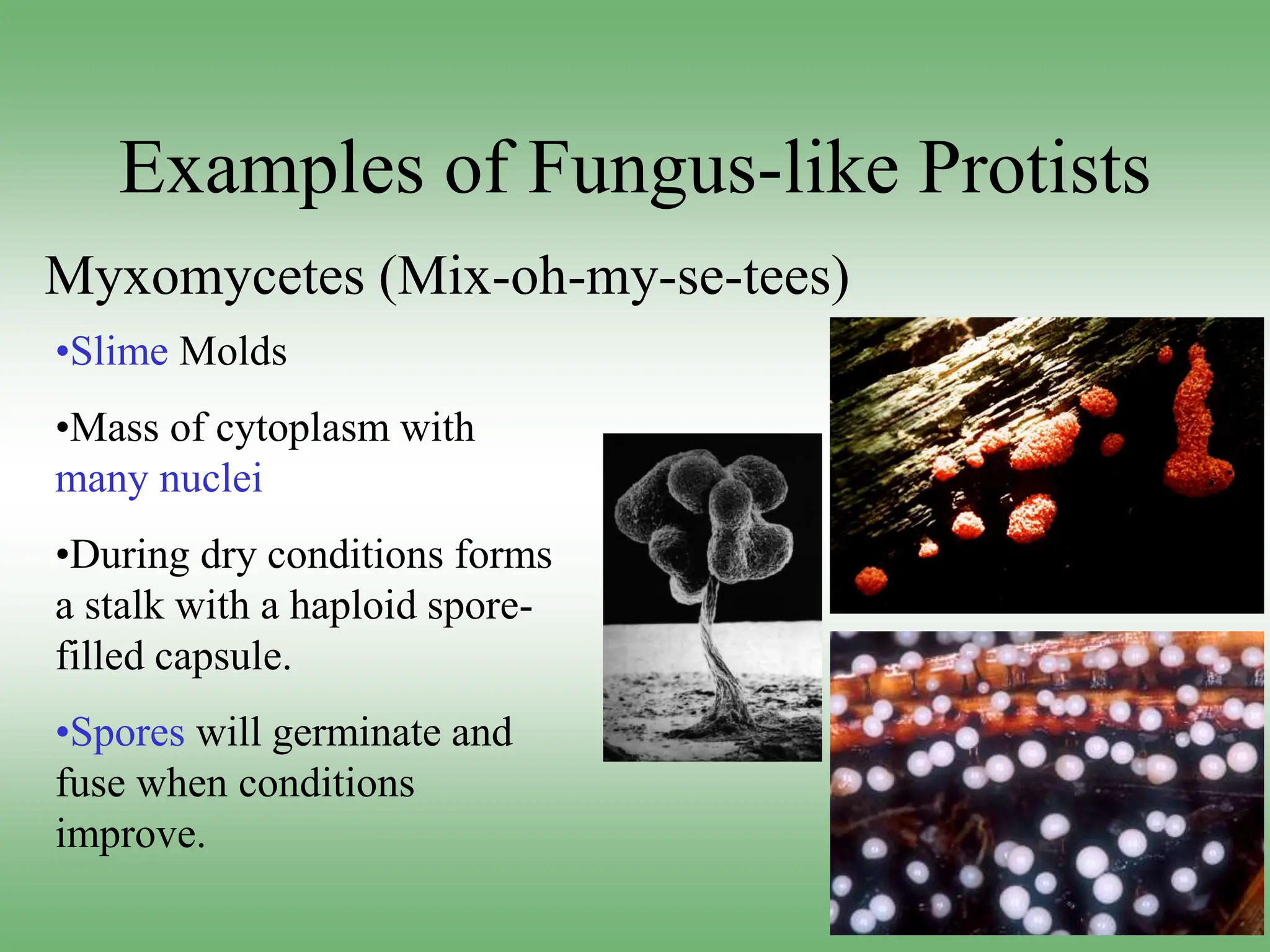 kingdom protista 2012 Protist Slides.ppt