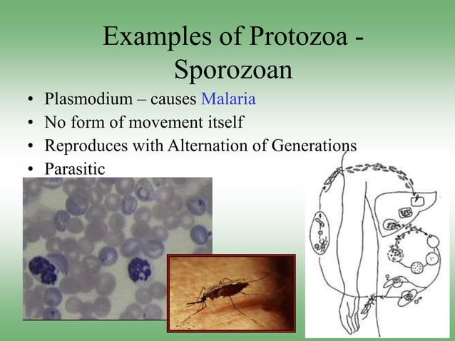 kingdom protista 2012 Protist Slides.ppt