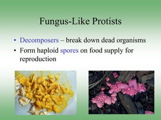 kingdom protista 2012 Protist Slides.ppt