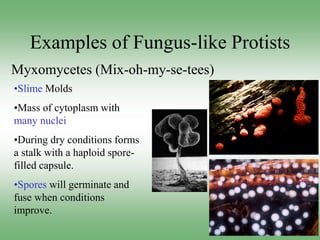 kingdom protista 2012 Protist Slides.ppt