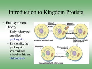 kingdom protista 2012 Protist Slides.ppt