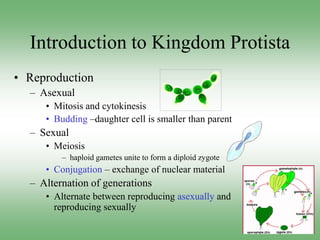 kingdom protista 2012 Protist Slides.ppt